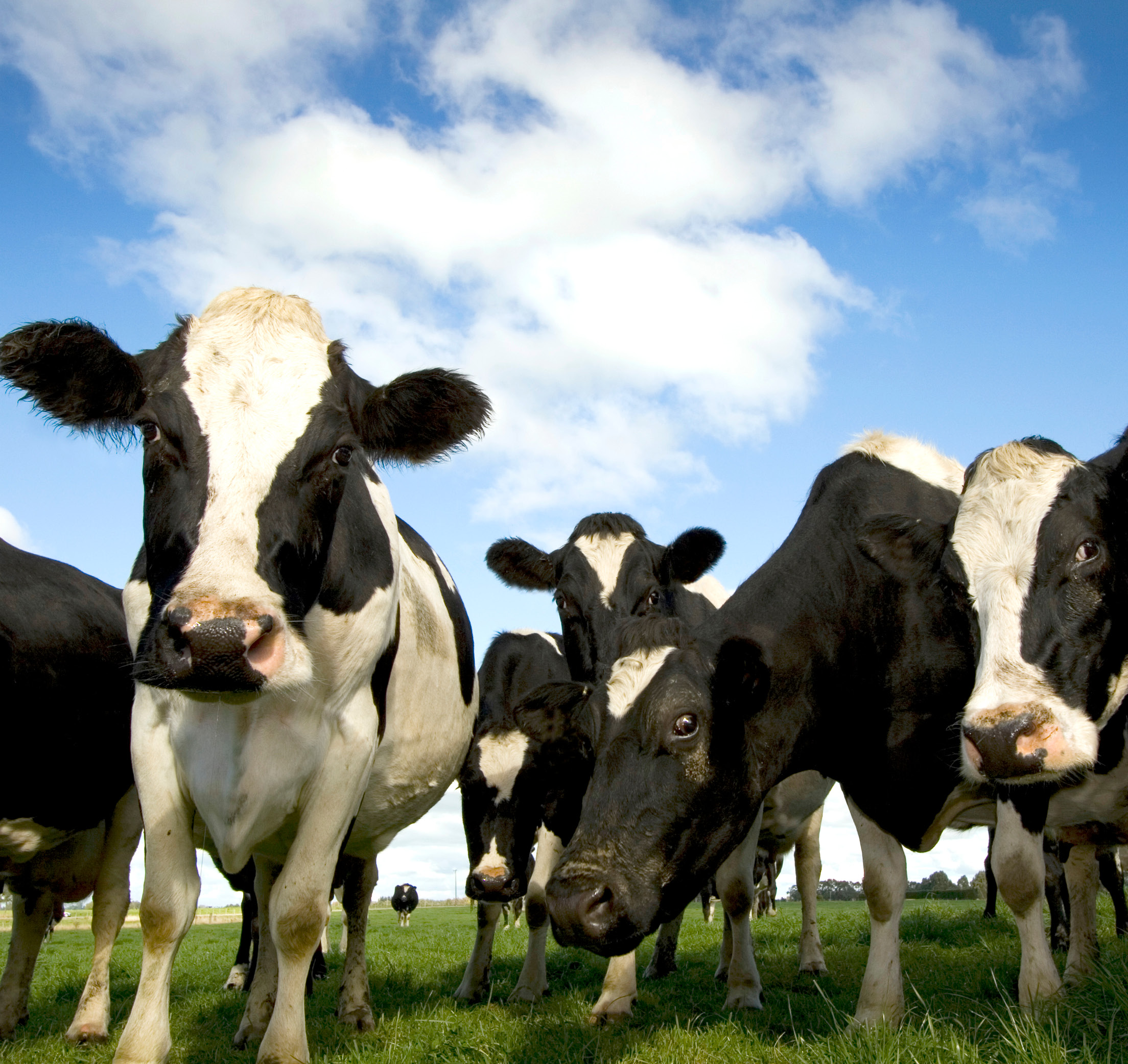 Dairy Herd Sales | PGG Wrightson